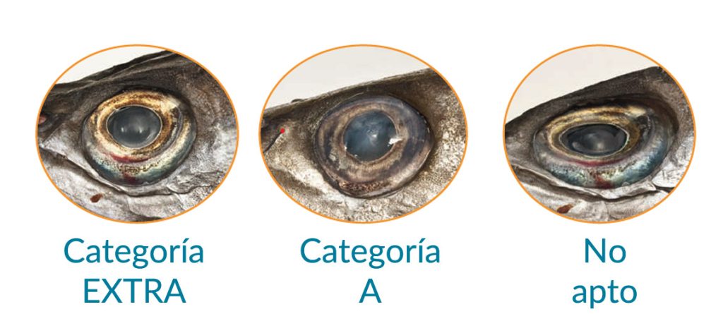 Cómo diferenciar un pescado fresco y de calidad | A Despensa da Ría